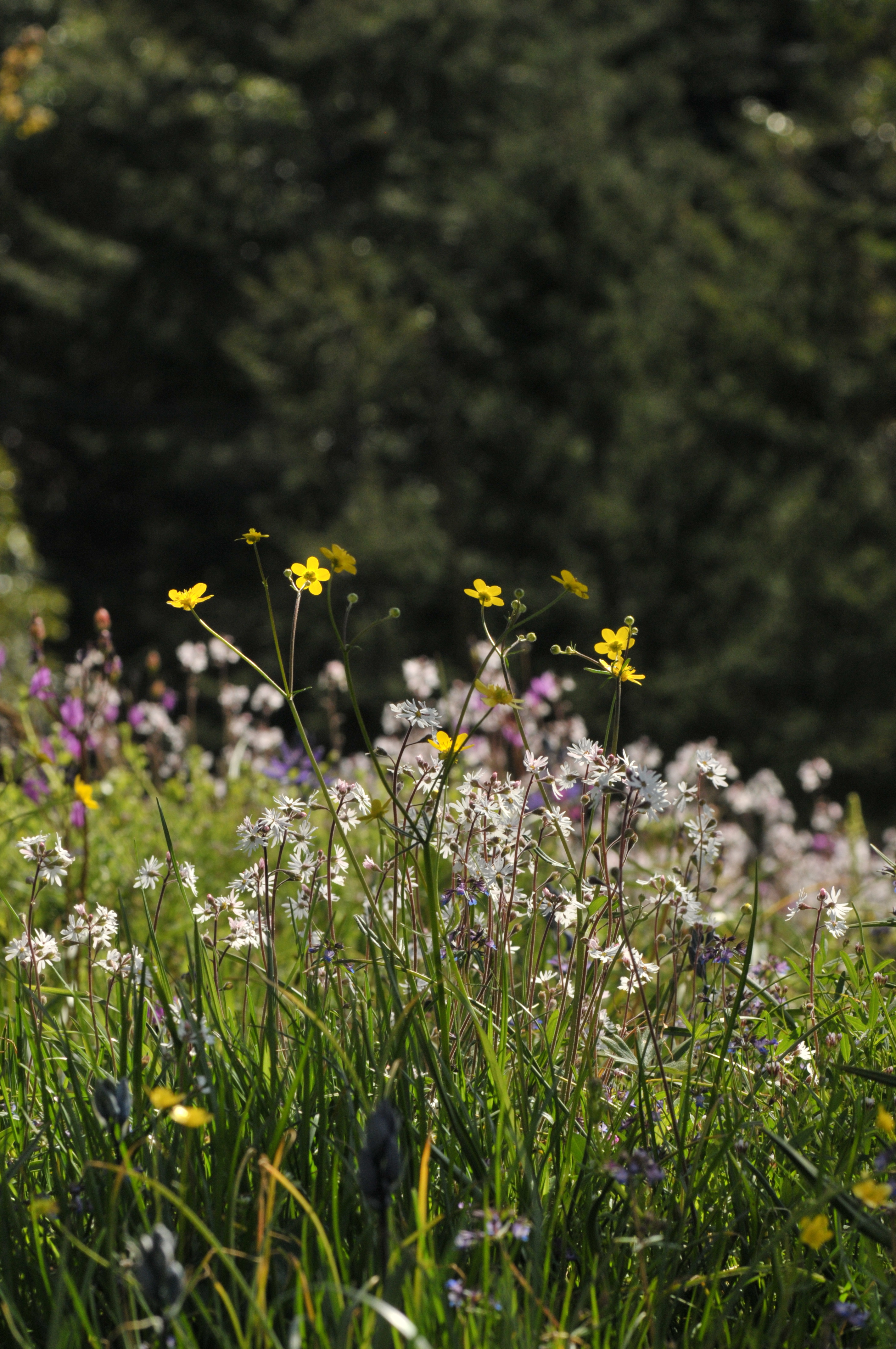 Sustainability and Climate Action | District of Highlands, BC | CiviKit