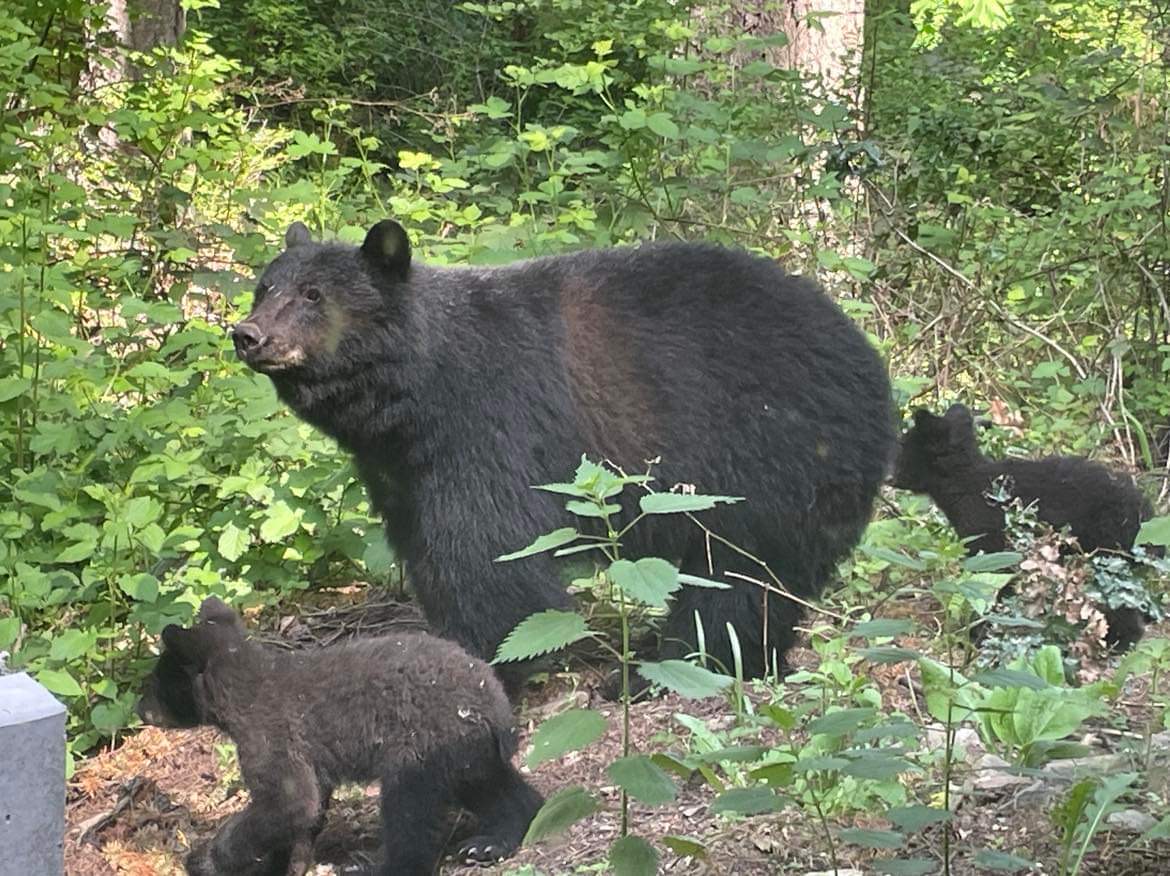 Wildlife Sightings and Information | District of Highlands, BC | CiviKit